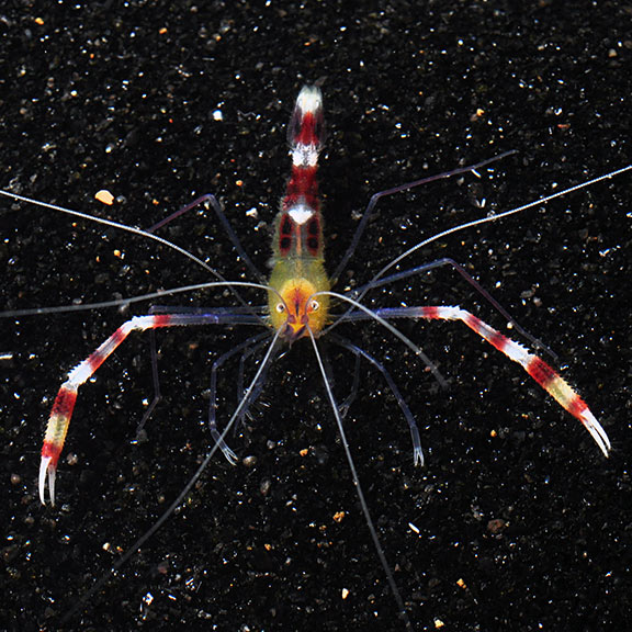 Yellow Banded Coral Shrimp: Saltwater Aquarium Invertebrates