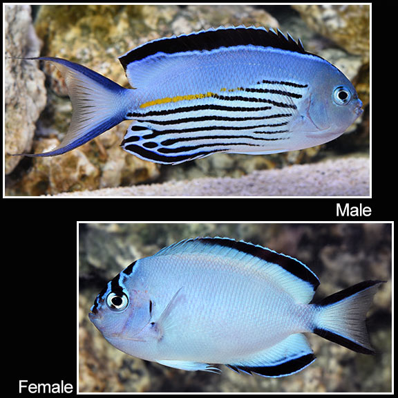 Watanabei Angelfish, Male: Saltwater Aquarium Fish for Marine Aquariums