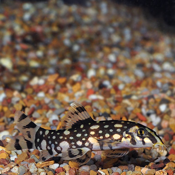 Kubotai Loach: Tropical Fish for Freshwater Aquariums