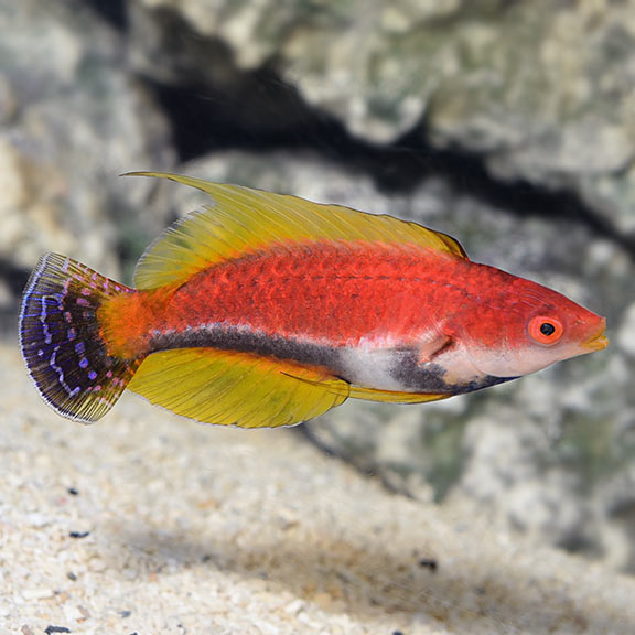 Whip Fin Fairy Wrasse: Reef Safe Saltwater Aquarium Fish