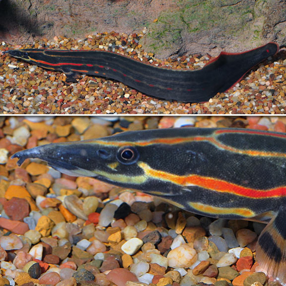 Fire Eel: Freshwater Aquarium Fish