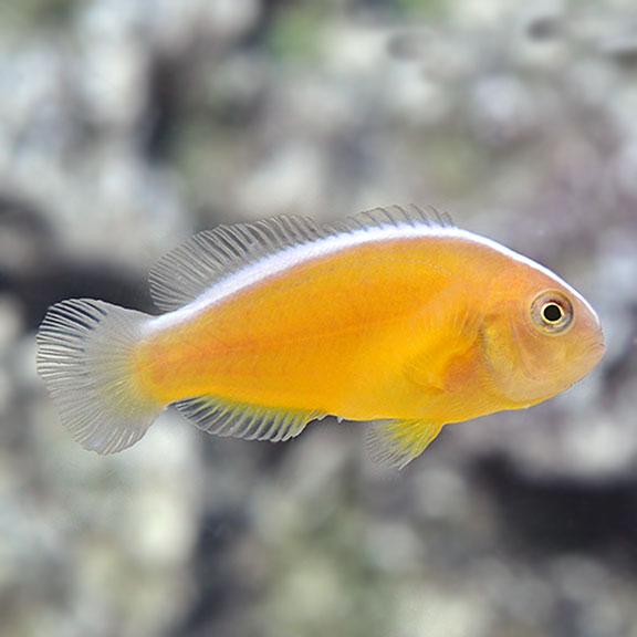 Orange Skunk Clownfish: Saltwater Aquarium Fish