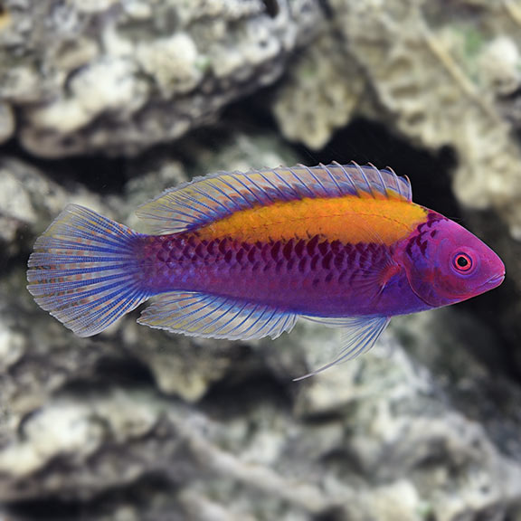 Orange-Back Fairy Wrasse: Saltwater Aquarium Fish for Marine Aquariums