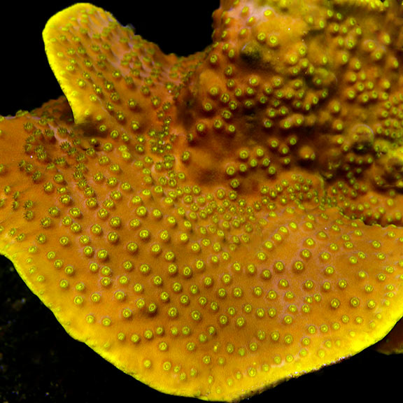 Turbinaria Yellow Cup Coral: LPS (Large Polyp Stony) Corals