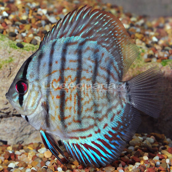 Royal Blue Discus: Freshwater Aquarium Fish