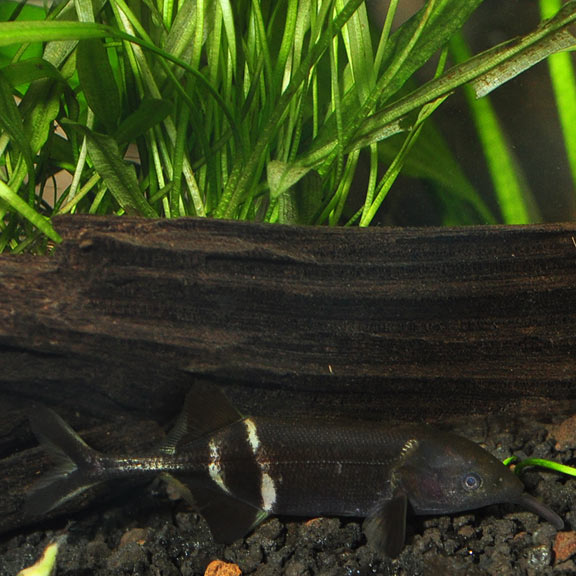 African Elephant Fish