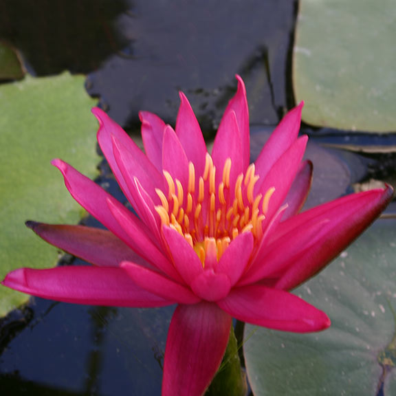 Dallas Hardy Water Lily: Plants for Ponds & Water Gardens