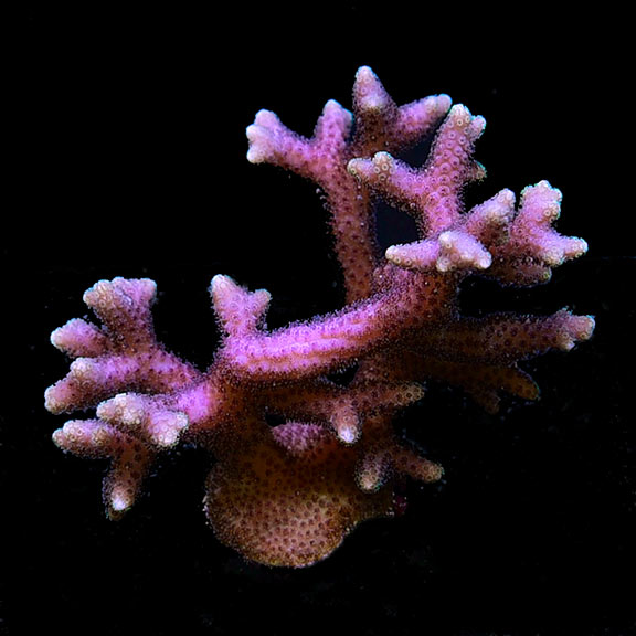 Aquacultured Green Tip Pink Birdsnest Coral: Aquacultured Corals at ...