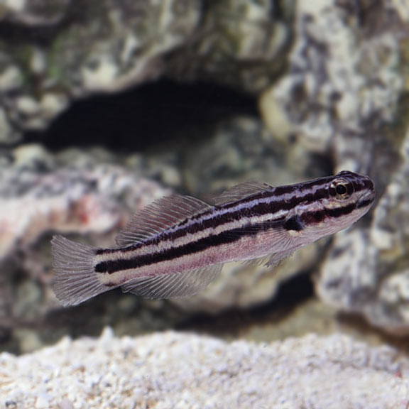 Biota Captive-Bred Link's Goby: Saltwater Aquarium Fish for Marine ...