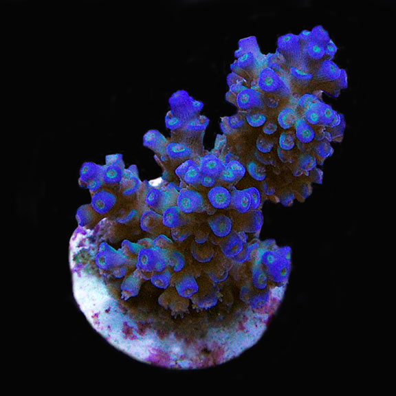 Aquacultured Marshall Island Blue Bottlebrush Acropora Coral ...
