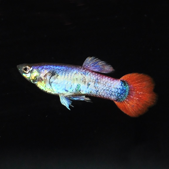 Pink Custard Male Guppy: Tropical Fish for Freshwater Aquariums