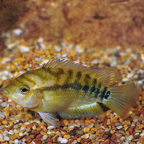 Rainbow African Cichlid