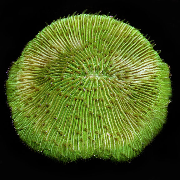 Short Tentacle Green Plate Coral: LPS (Large Polyp Stony) Corals