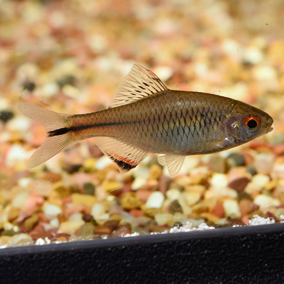 Taiwanese Bitterling: Freshwater Pond Fish for Water Gardens