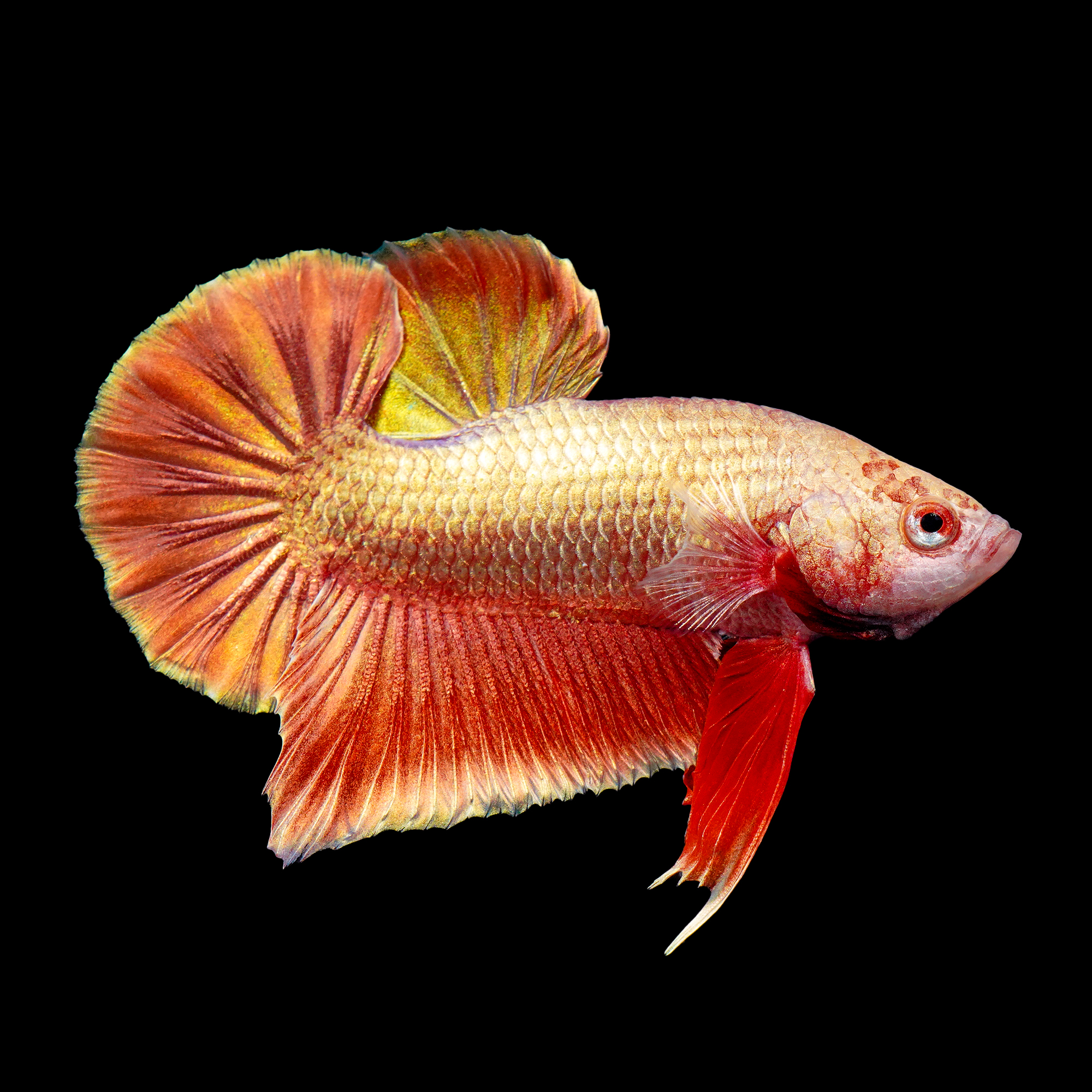 Purple Gold Betta - Male | Freshwater Fish, New Freshwater Fish