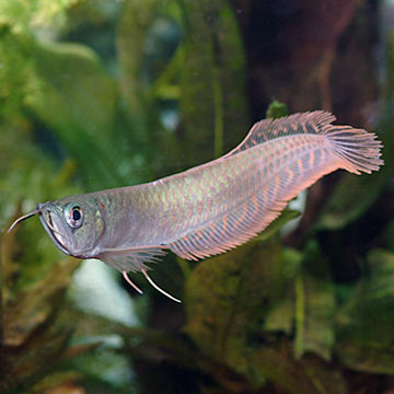 Tropical Fish for Freshwater Aquariums: Silver Arowana