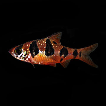 Tropical Fish for Freshwater Aquariums: Snakeskin Barb