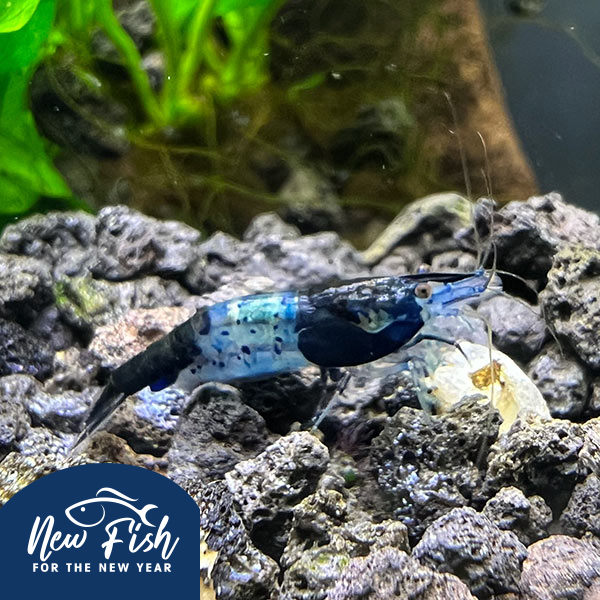 Black Rili Shrimp | Freshwater Inverts and Amphibians