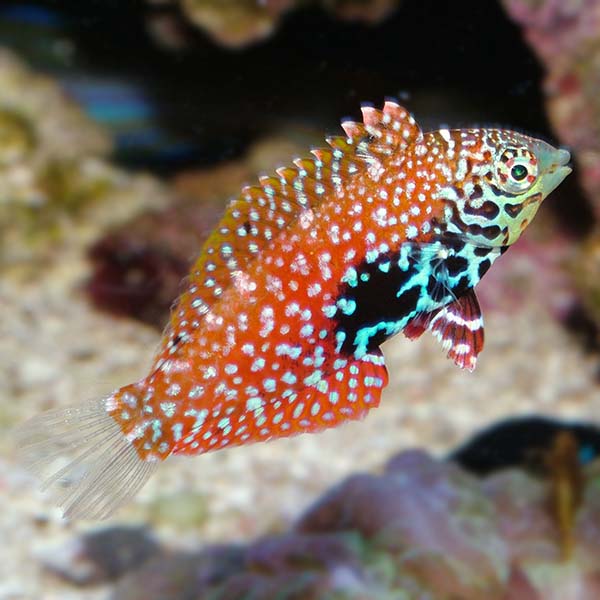 Blue Star Leopard Wrasse: Saltwater Aquarium Fish for Marine Aquariums