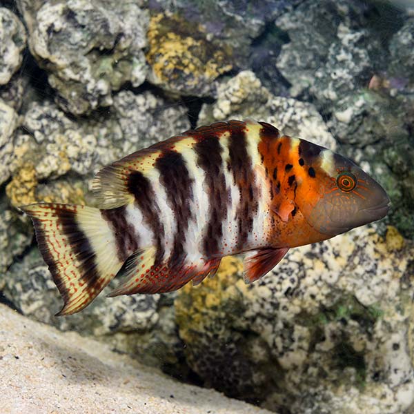 Red Breast Wrasse, Cheilinus fasciatus: Saltwater Aquarium Fish for ...