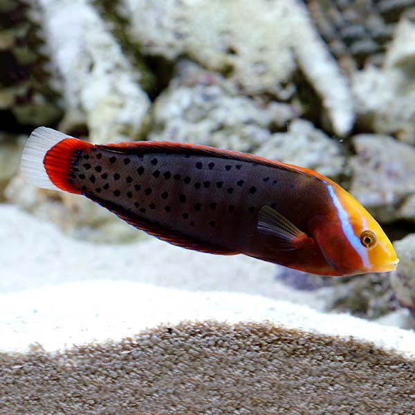 Formosa Wrasse: Saltwater Aquarium Fish for Marine Aquariums