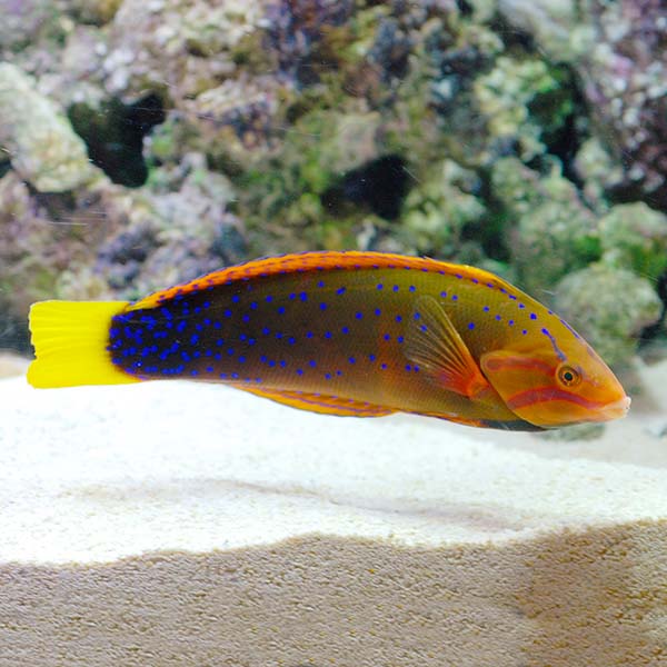 Red Coris Wrasse: Fish-Only Saltwater Aquarium Fish