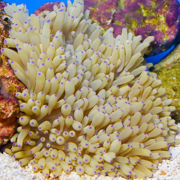 Sebae Anemone: Saltwater Aquarium Invertebrates for Marine Aquariums