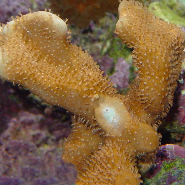 Blue Ridge Coral: Soft Coral