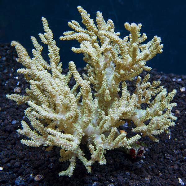 Spaghetti Finger Leather Coral: Saltwater Aquarium Corals for Marine ...