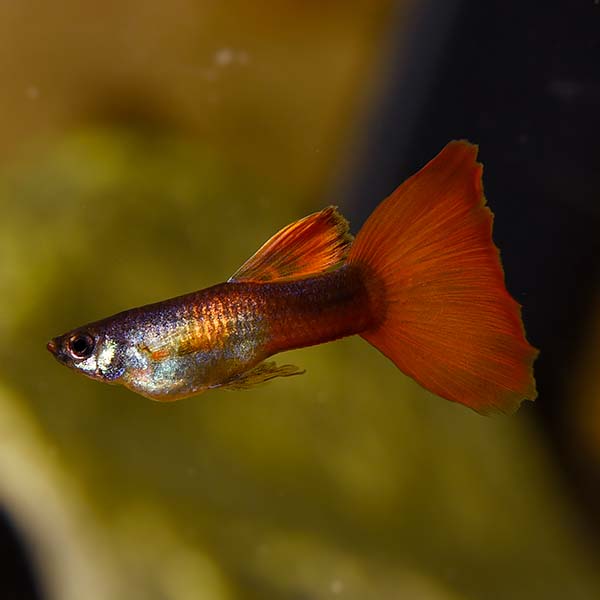 Tropical Fish for Freshwater Aquariums: Red Chili Guppy, Male
