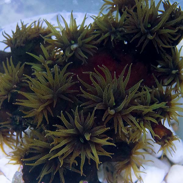 Black Tube Coral: LPS (Large Polyp Stony) Corals