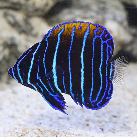 Blue Girdled Angelfish: Captive-Bred Saltwater Aquarium Fish