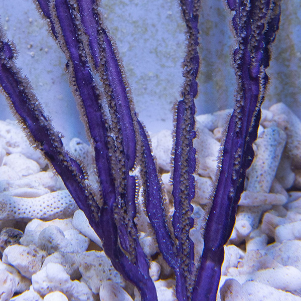 Purple Ribbon Gorgonian