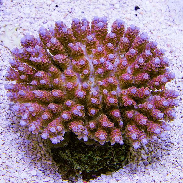 Saltwater Aquarium Corals for Marine Reef Aquariums: Tabling Acropora Coral
