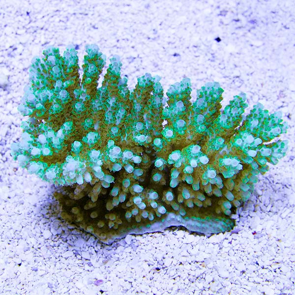 Saltwater Aquarium Corals for Marine Reef Aquariums: Tabling Acropora ...