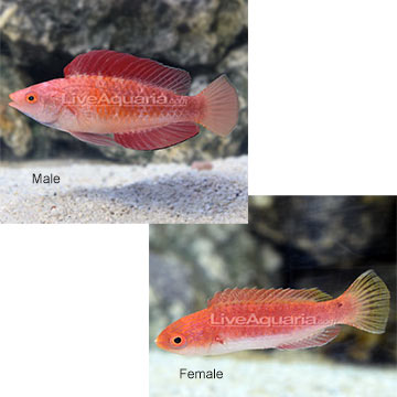 Red Fin Fairy Wrasse