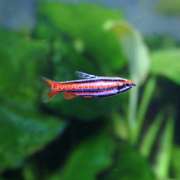 Red Pencilfish