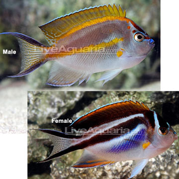 Saltwater Aquarium Fish for Marine Aquariums: Bellus Angelfish