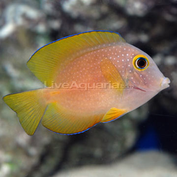 'Kole' tangs - 3 colour variants? - page 1 - Marine Fish - Tangs ...