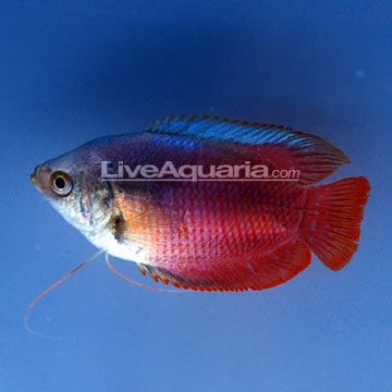 Sunset Gourami | MonsterFishKeepers.com