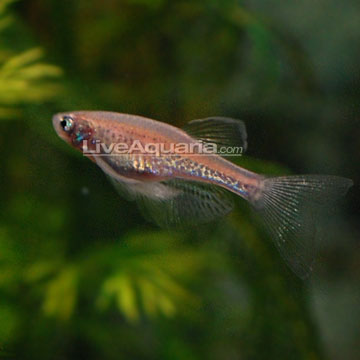 Tropical Fish for Freshwater Aquariums: Leopard Longfin Danio