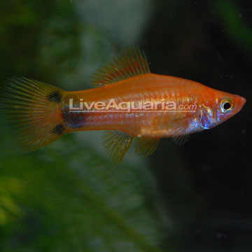 Tropical Fish for Freshwater Aquariums: Marigold Mickey Mouse Swordtail
