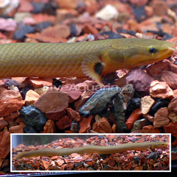 Tropical Fish for Freshwater Aquariums: Rope Fish