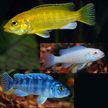 Cichlid - Alchetron, The Free Social Encyclopedia