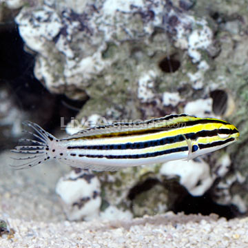 Fish Suggestions for a mixed 90DT | Reef2Reef