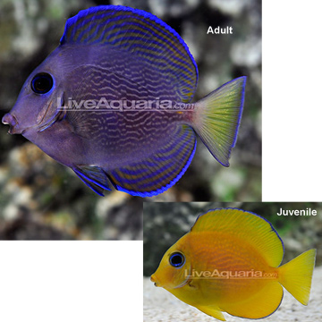 Saltwater Aquarium Fish for Marine Aquariums: Blue Caribbean Tang
