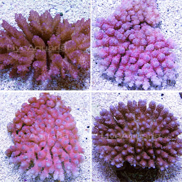 Saltwater Aquarium Corals for Marine Reef Aquariums: Tabling Acropora Coral