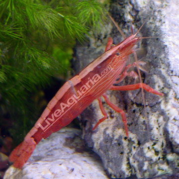 Shrimp gumbo! | Garden Pond Forums