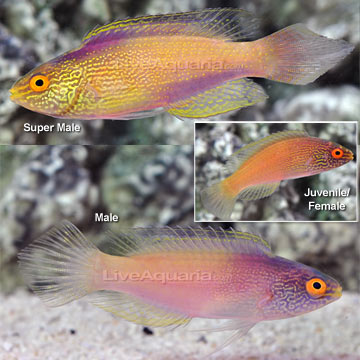 Rhomboid wrasse - Alchetron, The Free Social Encyclopedia