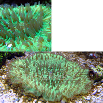 Plate Coral, Green - Short Tentacle